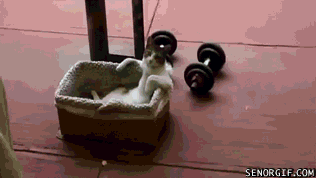 Cat Workout GIFs - Find & Share on GIPHY