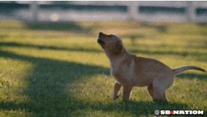 Golden Retriever GIFs - Find & Share on GIPHY