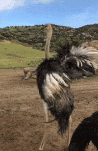 Ostriches Running Gif