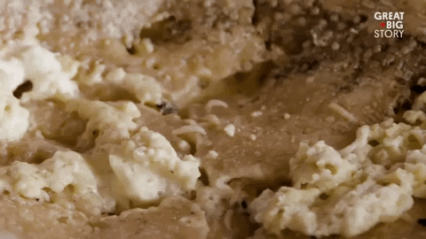 Maggot Cheese Gif