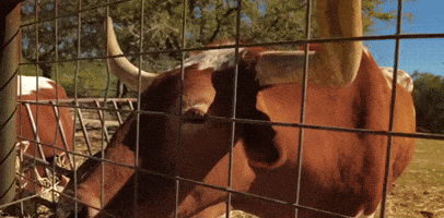 Welcome To Texas GIFs - Find & Share on GIPHY