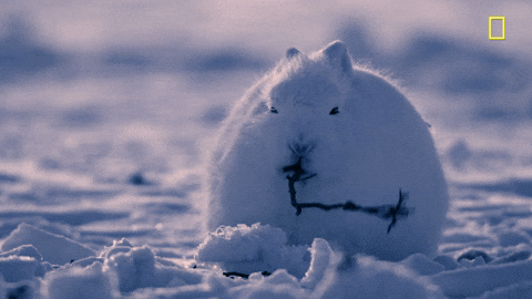 Snow Bunny GIFs - Get the best GIF on GIPHY