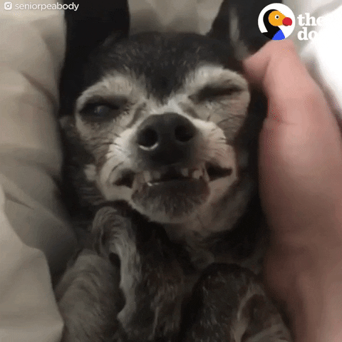 Ugly Puppy Gif
