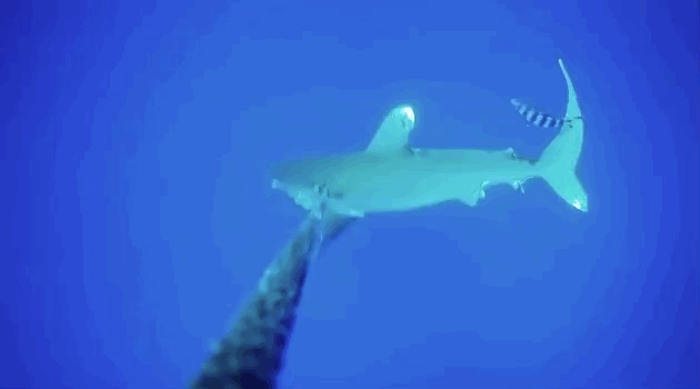 Dance Spin GIF by Shark Week - Find & Share on GIPHY