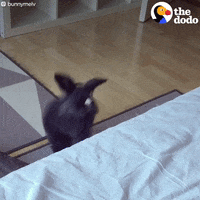 Rabbit Run Gif