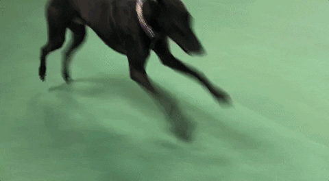 Running Dog Animated Gif