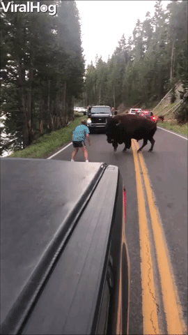 Buffalo-attack GIFs - Get the best GIF on GIPHY