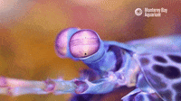 Mantis Shrimp Gif