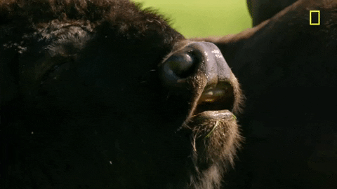 Hostile Planet: Grasslands by National Geographic TV | GIPHY
