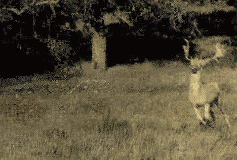 Deer-field GIFs - Get the best GIF on GIPHY