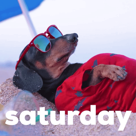 Saturday Morning Dog GIF by GIPHY Studios Originals - Find & Share on GIPHY