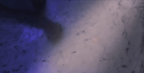 Marble Floor GIFs - Get the best GIF on GIPHY