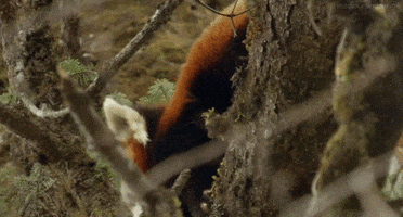 Red Panda GIFs - Find & Share on GIPHY