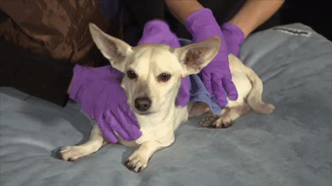 GIF by Hallmark Channel - Find & Share on GIPHY