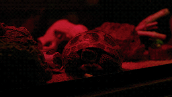 Turtle Creepy GIFs - Get the best GIF on GIPHY