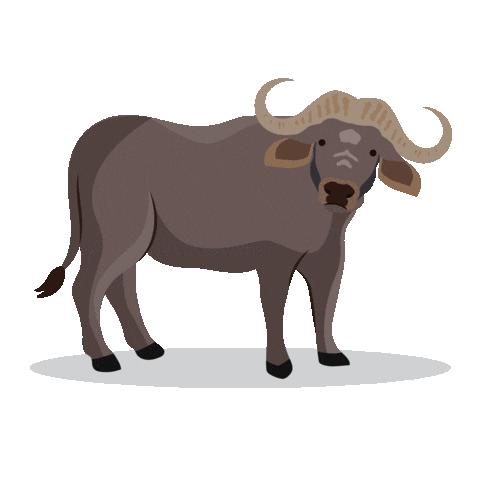 Sticker-buffalo GIFs - Find & Share on GIPHY