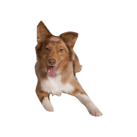 Australian Shepherd Dog Sticker by Stacy Rizzetta, Senior Editorial ...
