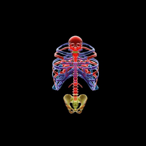 Artists On Tumblr Skeleton GIF by G1ft3d - Find & Share on GIPHY