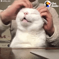 Kitten Purring Gif