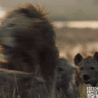 Hyenas Lion King Gif