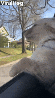 Windy-dog GIFs - Get the best GIF on GIPHY