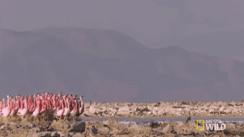 Flamingo Walking GIFs - Get the best GIF on GIPHY