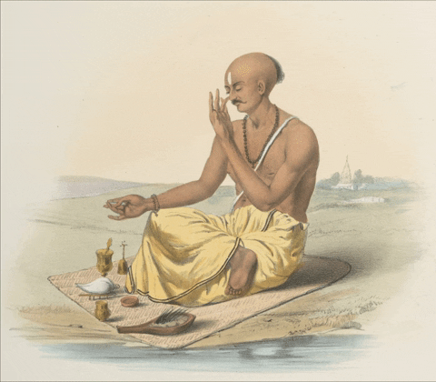 Brahmin GIFs - Get the best GIF on GIPHY