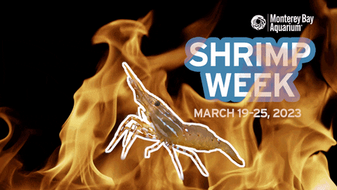Shrimp-heaven-now GIFs - Get the best GIF on GIPHY