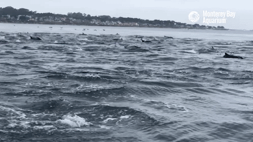 Celebrate Pacific Ocean GIF by Monterey Bay Aquarium - Find & Share on ...