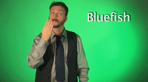Bluefish GIFs - Get the best GIF on GIPHY