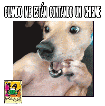 Gif De Perro Gracioso