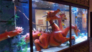Fish Tank GIFs - Find & Share on GIPHY