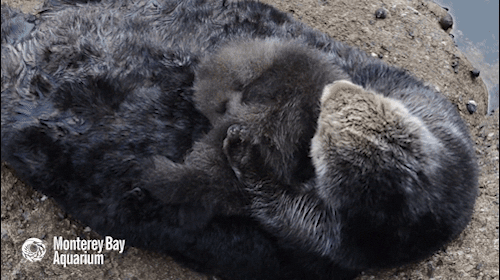 Sea Otter Awww GIF by Monterey Bay Aquarium - Find & Share on GIPHY