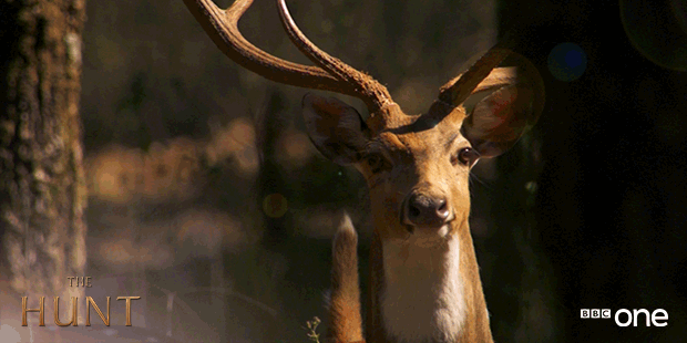 Bbc One Deer GIF by BBC - Find & Share on GIPHY