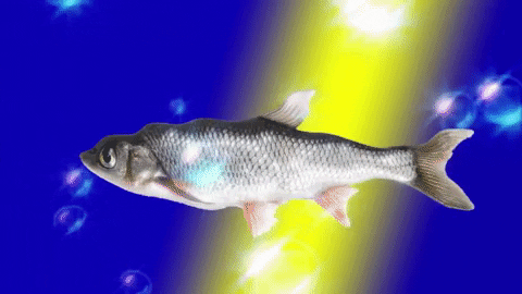 Miami Deep Sea Fishing GIFs - Get the best GIF on GIPHY