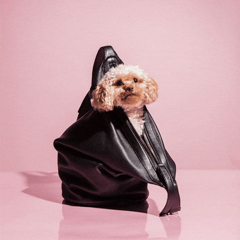 Puppy Poodle GIF by KARA - Find & Share on GIPHY