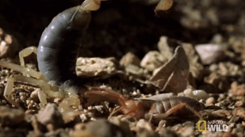 Nat Geo United States Of Animals GIF by Nat Geo Wild - Find & Share on ...