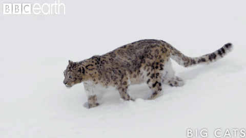 Leopard Running Gif