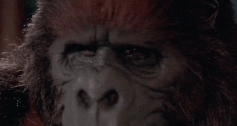 Monkey Face GIFs - Get the best GIF on GIPHY