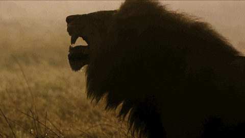 Baby Lion Roar Gif