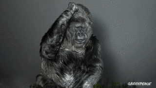 Greenpeace GIF - Find & Share on GIPHY