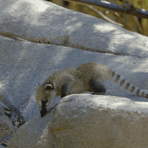 Happy Baby Animals GIF by San Diego Zoo - Find & Share on GIPHY
