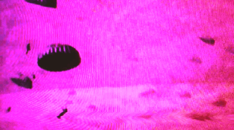 - Find & Share on GIPHY