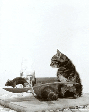 Chat Souris GIFs - Get the best GIF on GIPHY