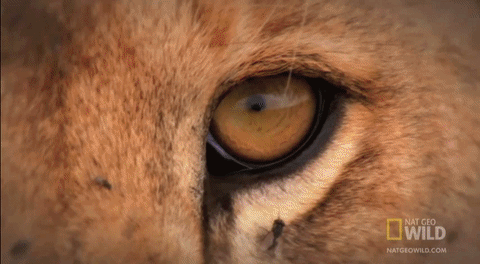 Lion Predator GIF by Nat Geo Wild - Find & Share on GIPHY