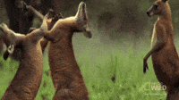 Kangaroo Punch Gif