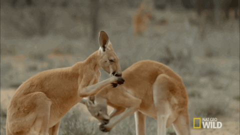 Kangaroo Fight Gif