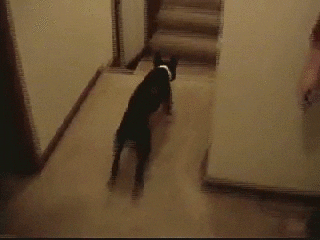 Dog Jump GIF by America's Funniest Home Videos - Find & Share on GIPHY