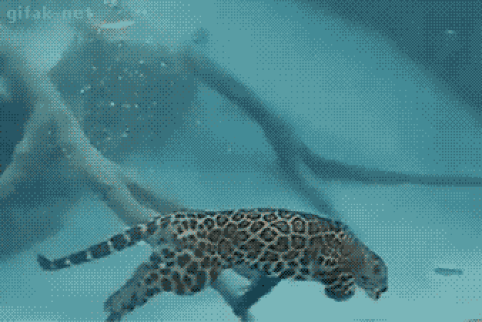 Best underwater GIFs - Primo GIF - Latest Animated GIFs