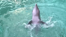 - Find & Share on GIPHY